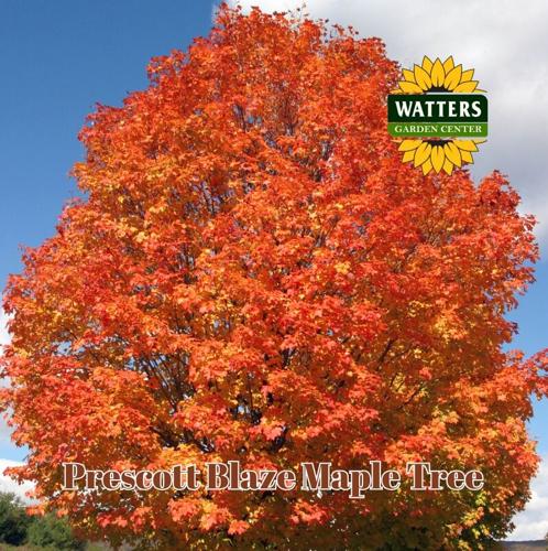 Top 10 Fast-Growing Trees for Quick Shade and Beauty in Prescott ...