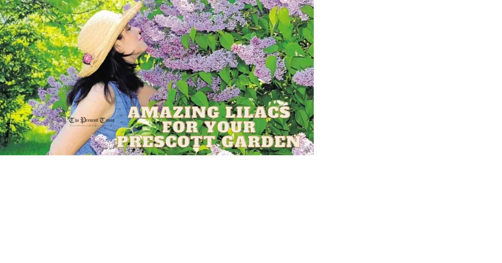 The Secret to Thriving Lilacs in Prescott: Top Varieties, Pruning Tips ...