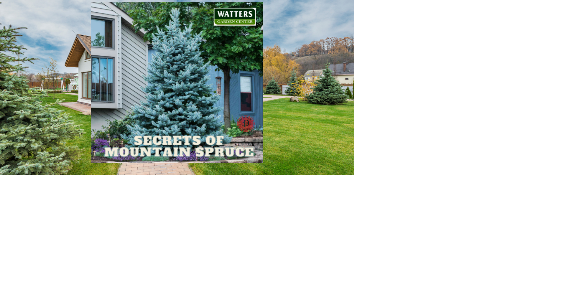 Planting Blue Spruce: A Guide to the Perfect Evergreen for Privacy and ...