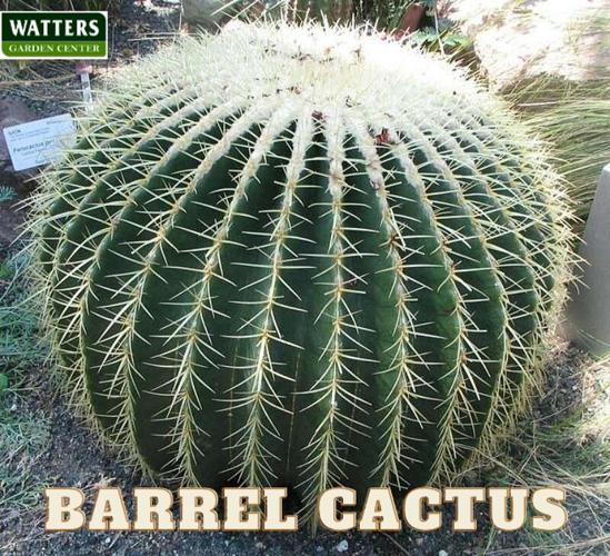 Discovering Arizona's Medicinal Heritage: Top 12 Plants Used by Yavapai ...