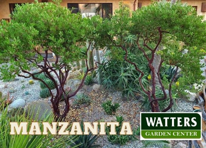 Discovering Arizona's Medicinal Heritage: Top 12 Plants Used by Yavapai ...