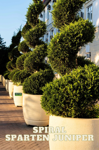 World’s Oldest Juniper Found in Finland | Prescott Valley Times local ...