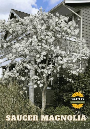 Top 10 Flowering Trees for Spring in Prescott | Prescott Valley Times ...