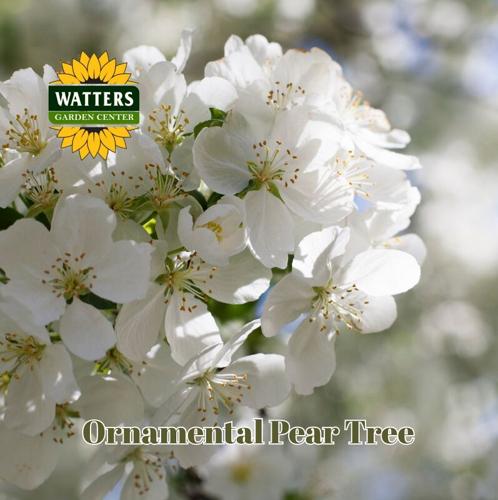Top 10 Fast-Growing Trees for Quick Shade and Beauty in Prescott ...