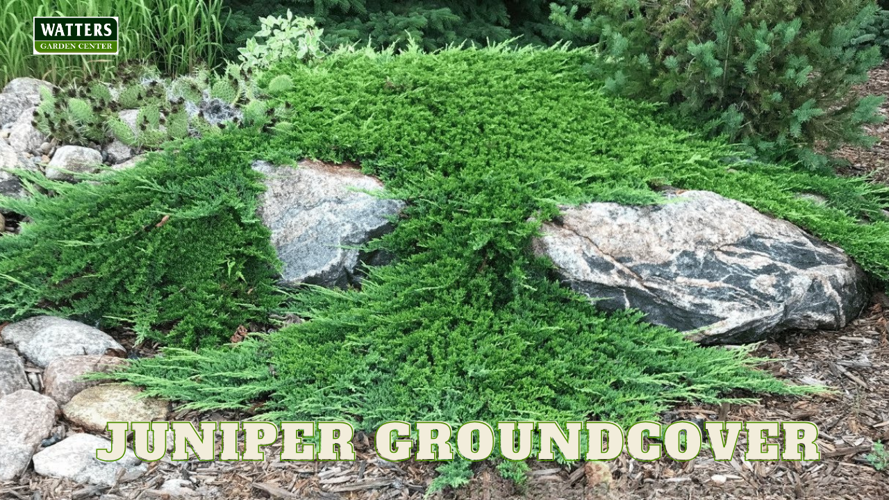 World’s Oldest Juniper Found in Finland | Prescott Valley Times local ...