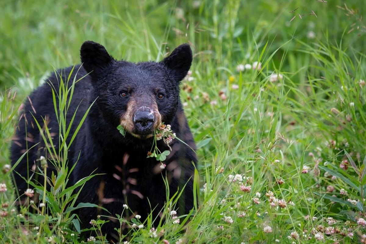 Pa. Game Commission: Bear hunters dreaming big | Environment ...