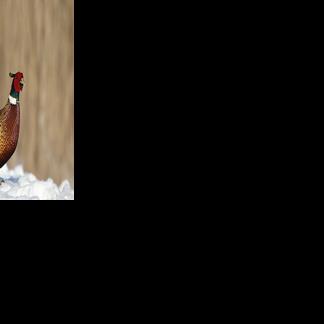 Pennsylvania's pheasant season set to take flight | Outdoors ...