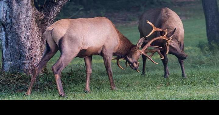 Rut season in elk country fast approaching | News | theprogressnews.com
