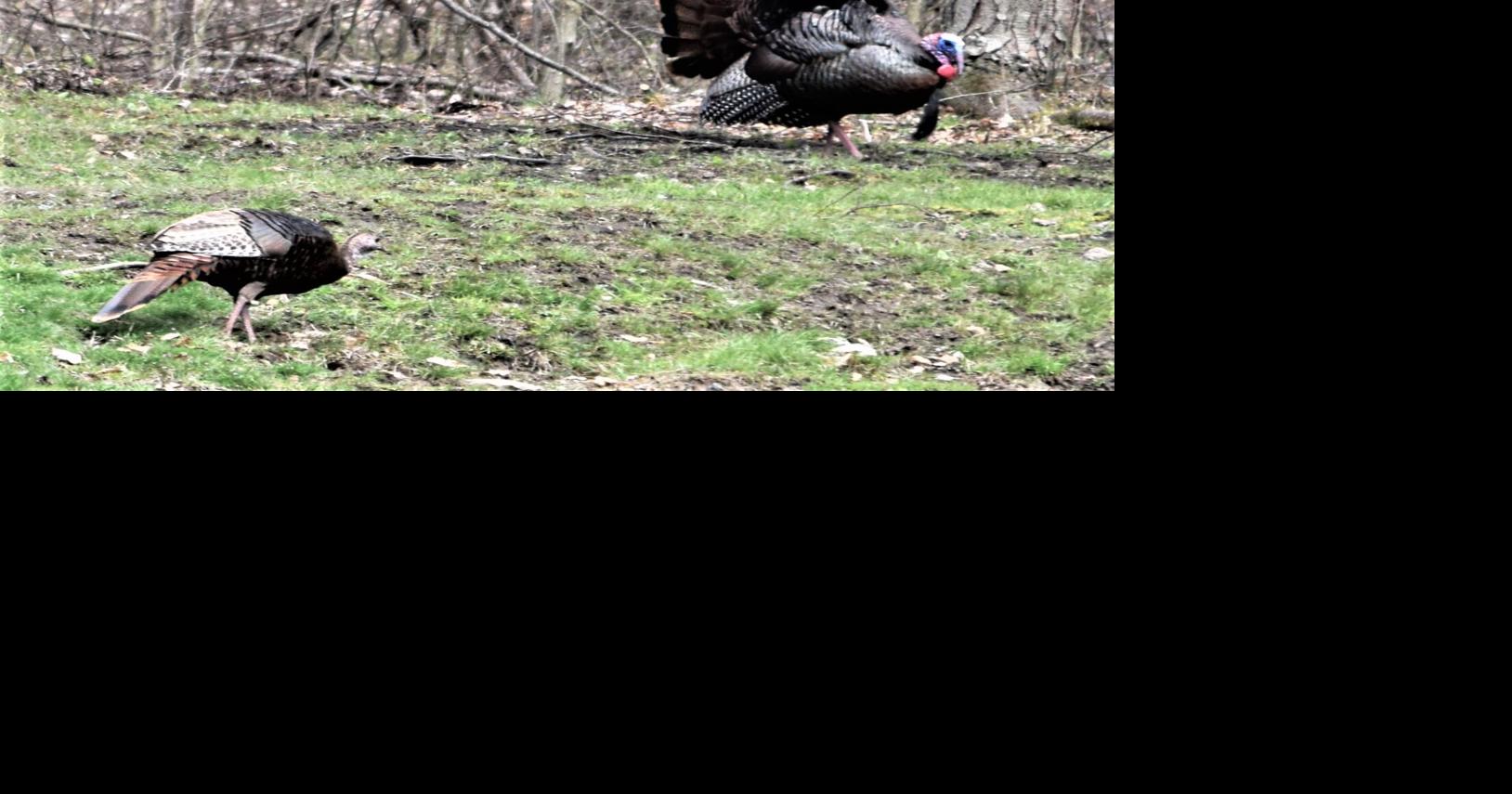 GATEWAY OUTDOORS: Take your time with gobblers | Outdoors ...