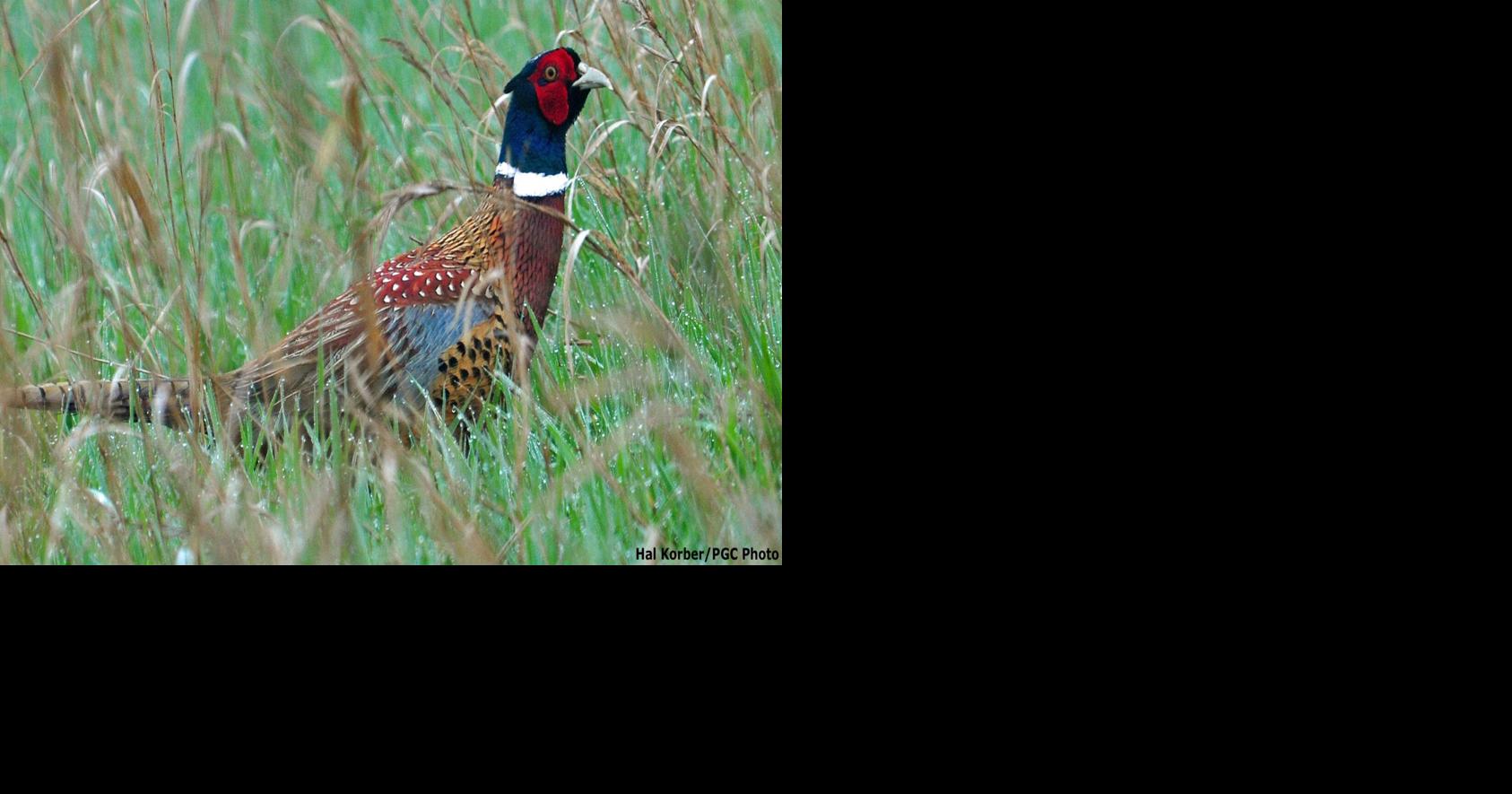Pheasant season headed for flying start | State | theprogressnews.com