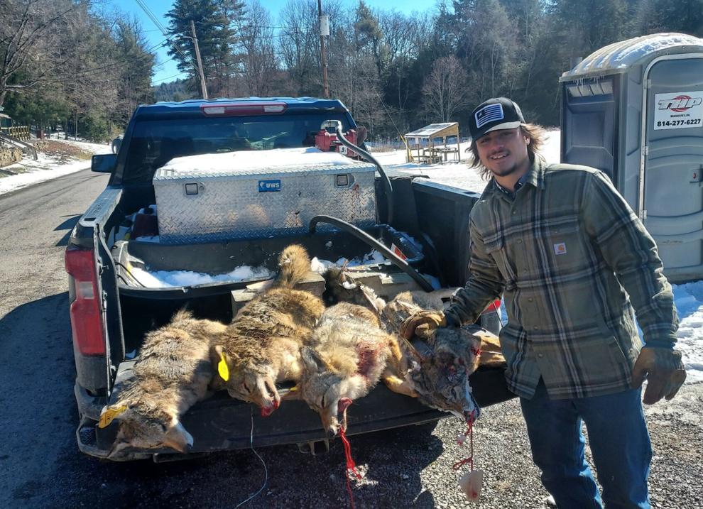 ANNUAL COYOTE HUNT HARVESTS 263 COYOTES - coyotes | News ...