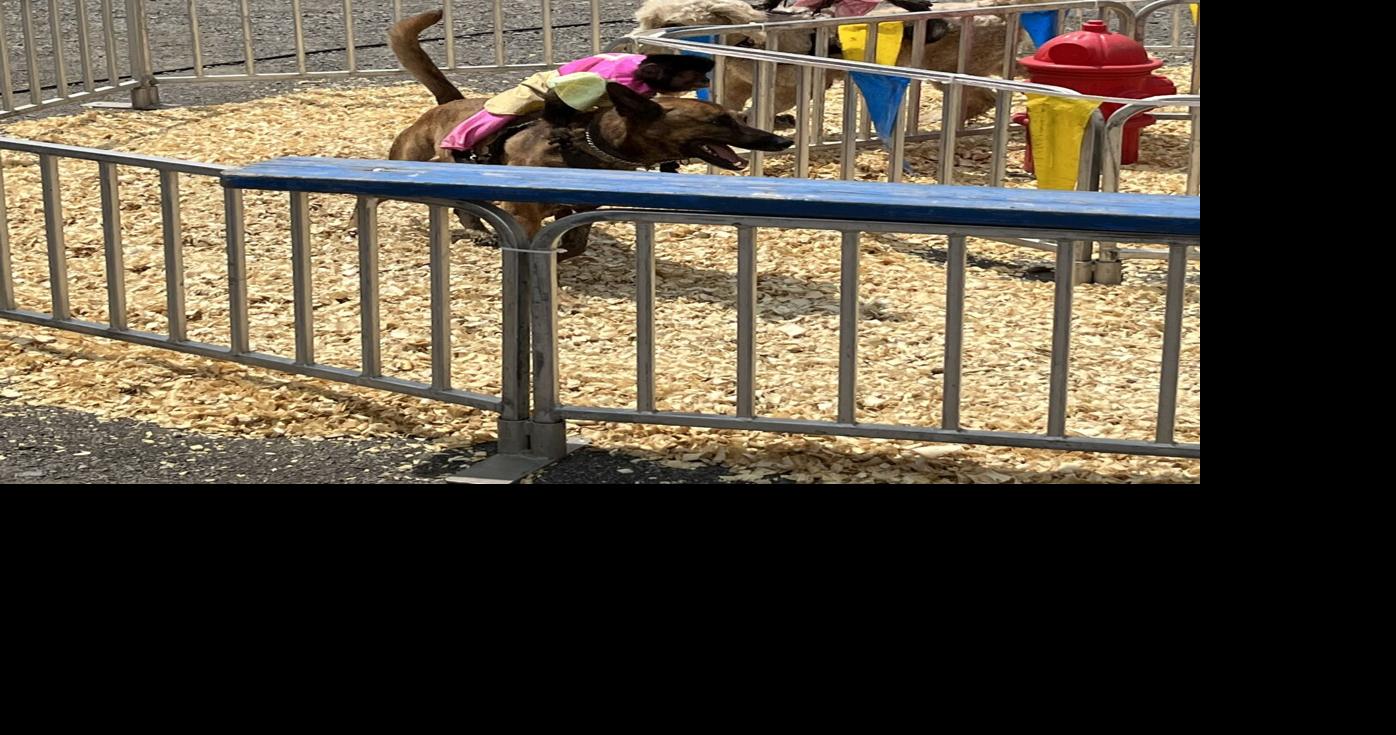 BANANA DERBY MONKEYS SQUARE OFF AT THE EXPO | Local | theprogressnews.com