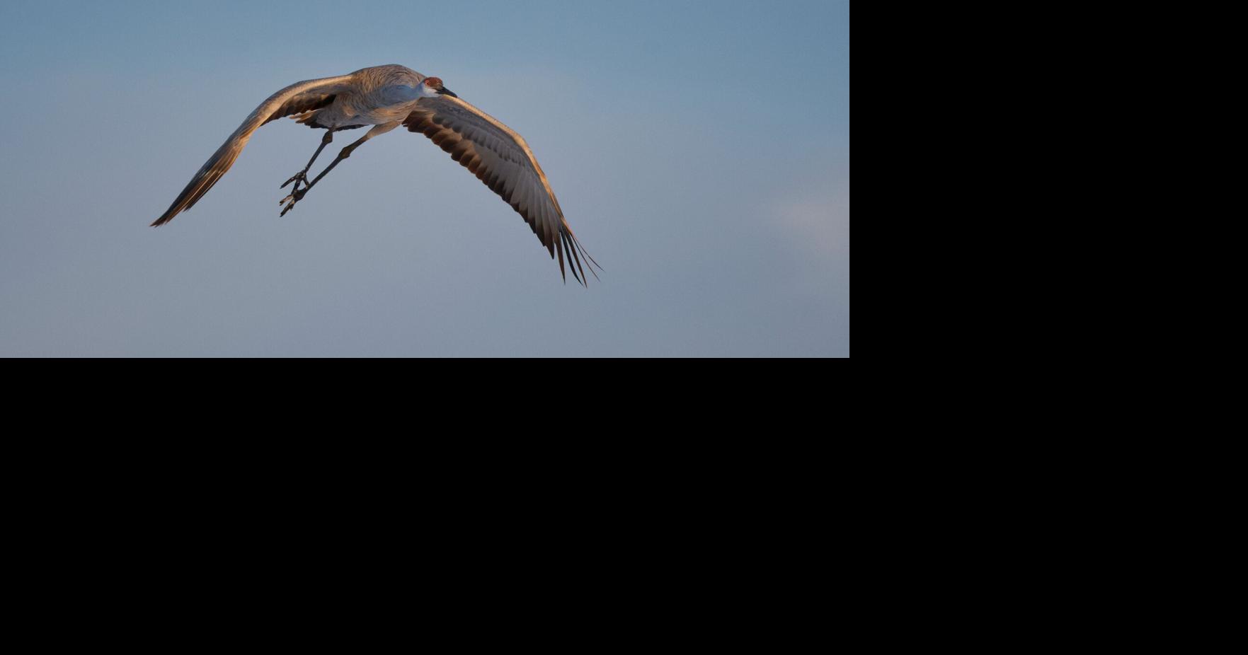 PHOTOS: Wildlife in Waterloo Region