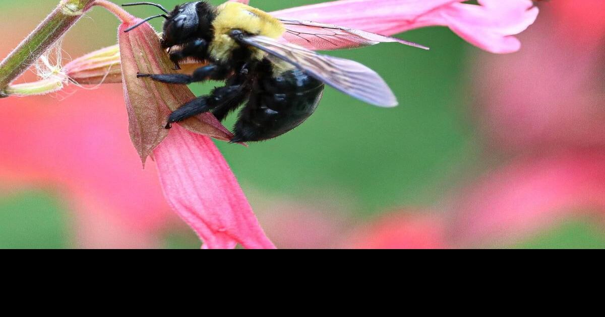 In the Garden: Cue the ‘Flight of the Bumblebee’ — and ‘The Wasps’ overture