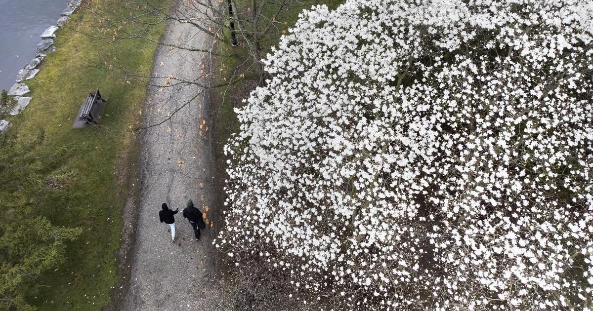 Photo: Spring is in bloom