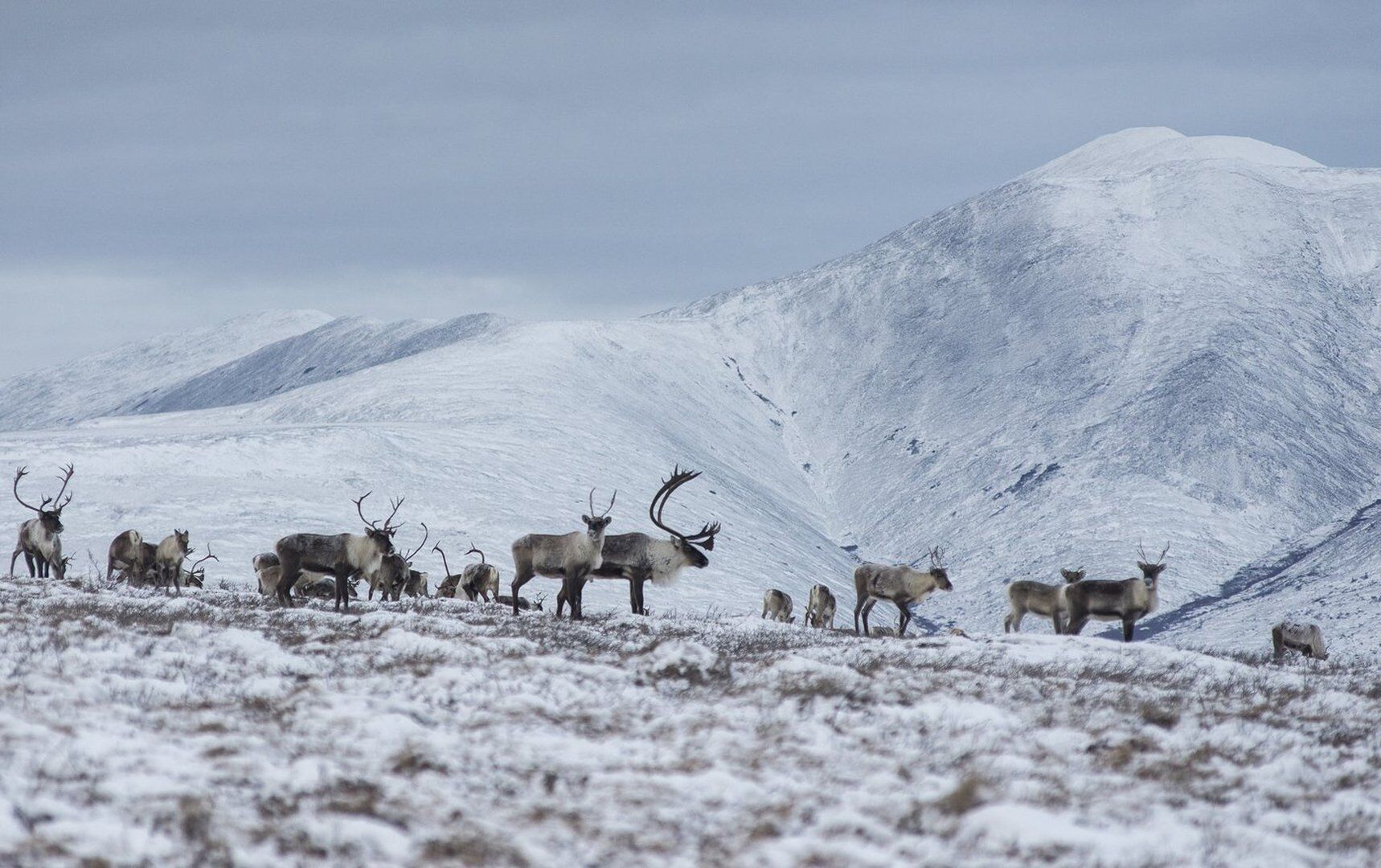 Canadian, US First Nations defend caribou habitat from Trump's Arctic ...