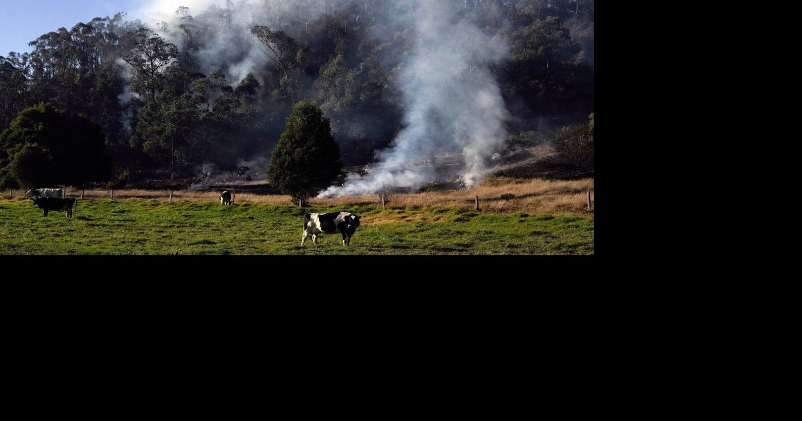Colombia passes law to track cattle and keep deforestation-linked beef ...