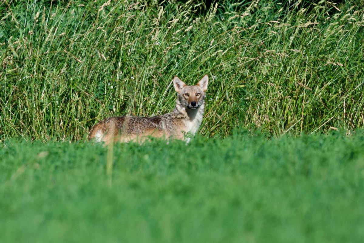 Cambridge coyotes cavort in the countryside
