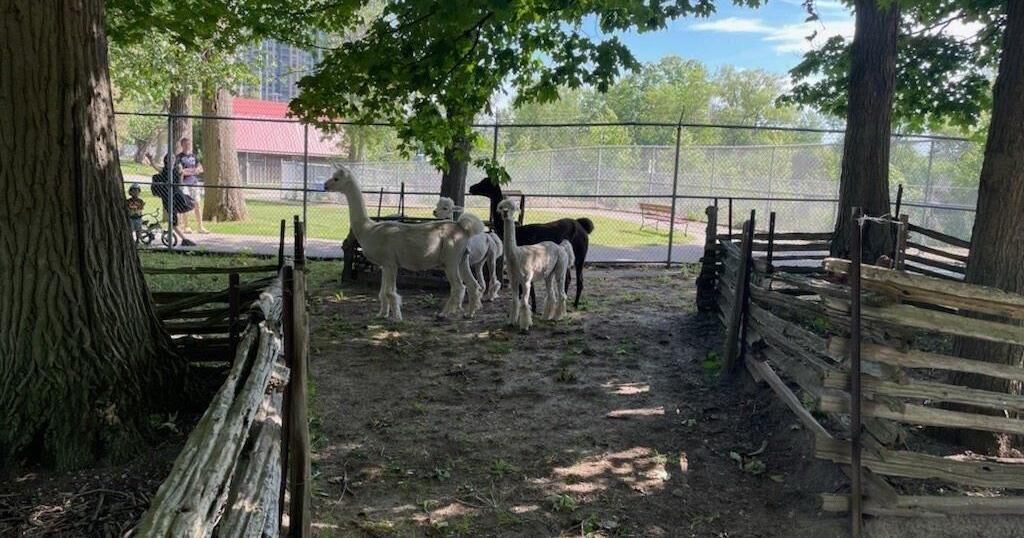 Llamas unhurt after flames engulf shed at Waterloo animal farm