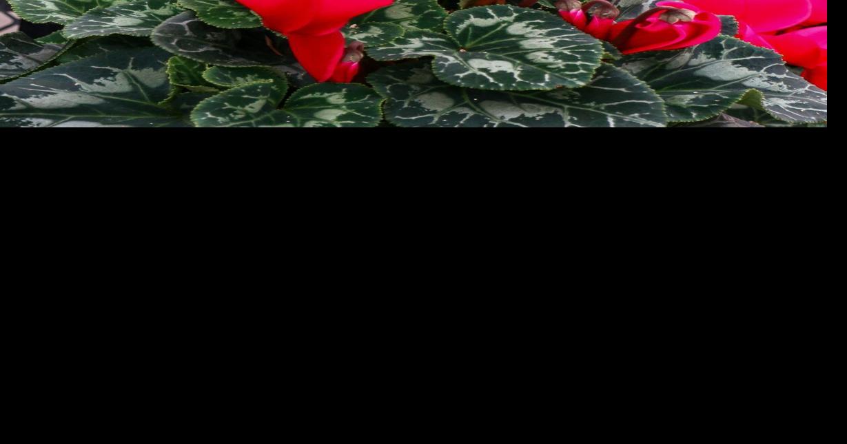 Cyclamen flower give bright colour for the holiday season