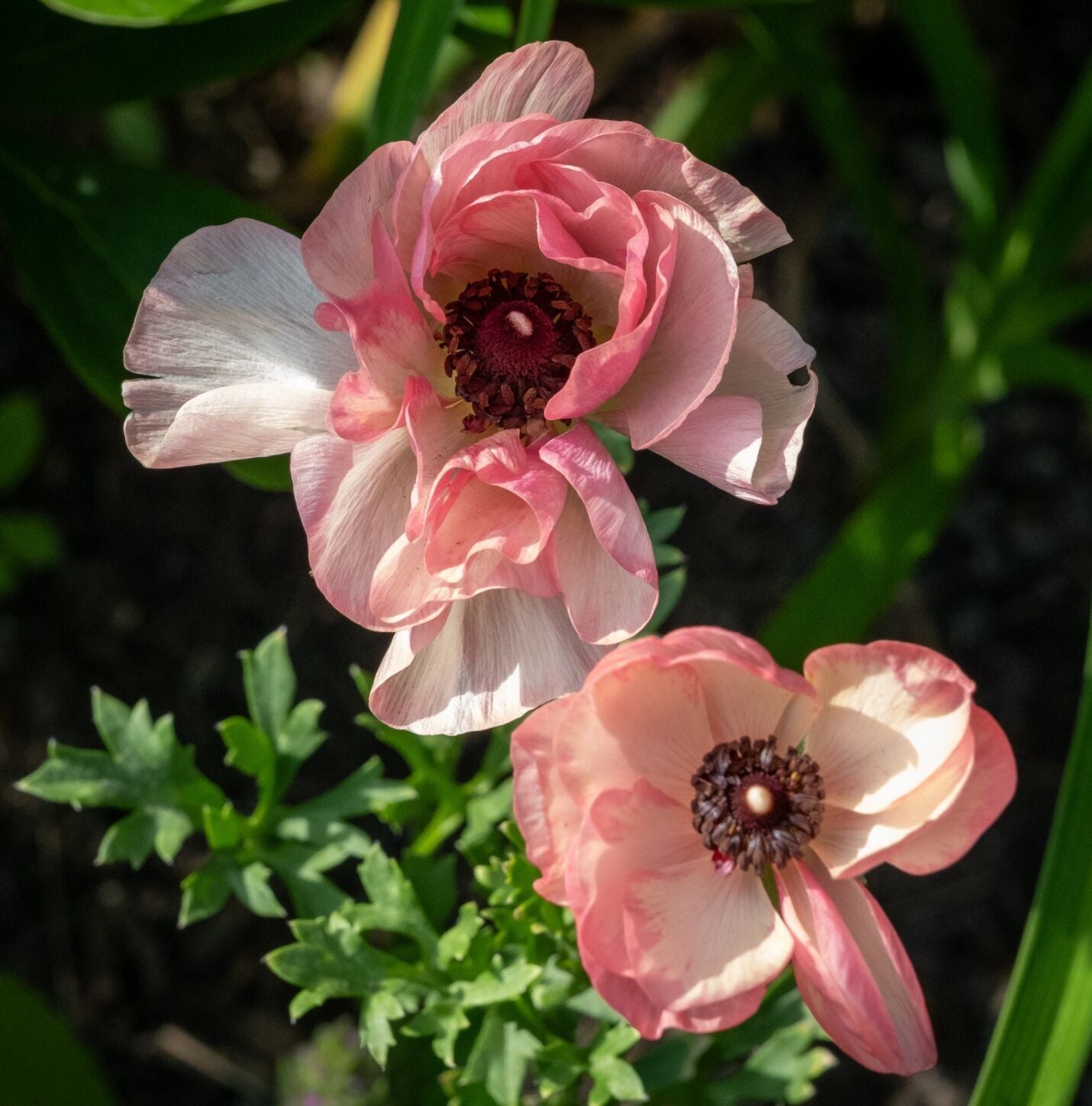 Growing ranunculus — a lesson in patience