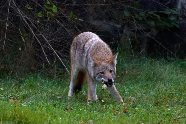 Cambridge coyotes cavort in the countryside