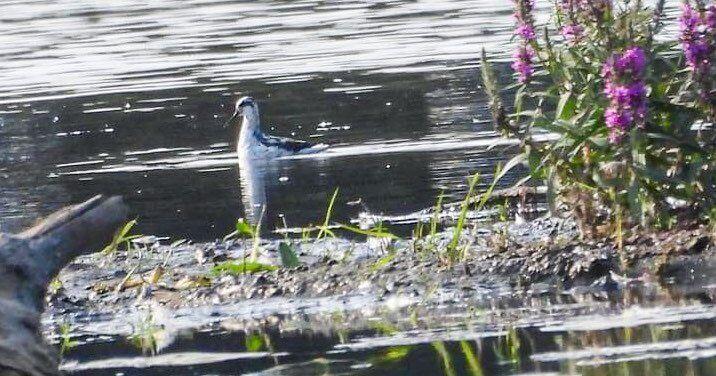 Birders flocking to Cambridge to see long-distance flyer