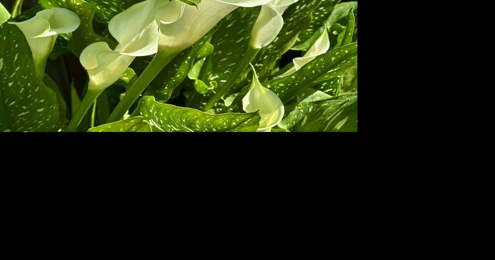 In the Garden: Calla lilies thrive after winter in the zone