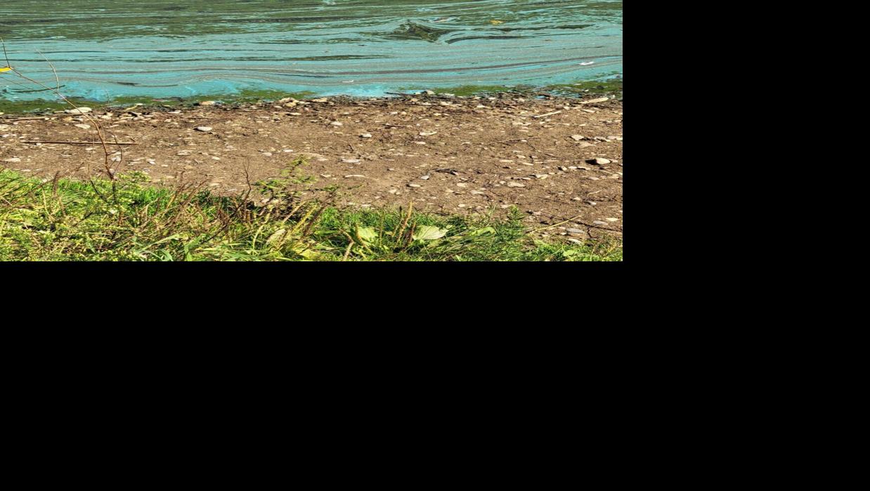 Blue-green algae bloom suspected at Snyder’s Flats
