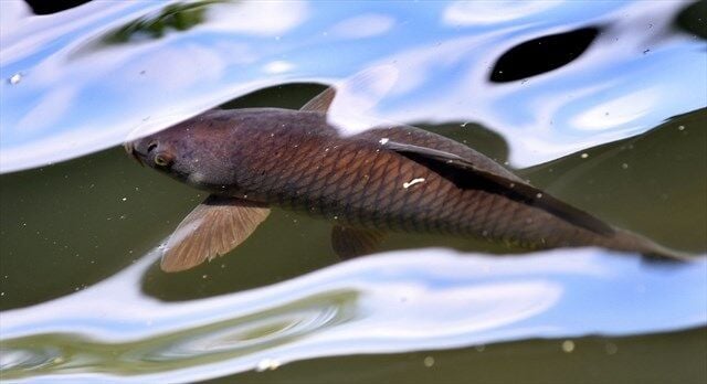 Carp are back in Victoria Park Lake
