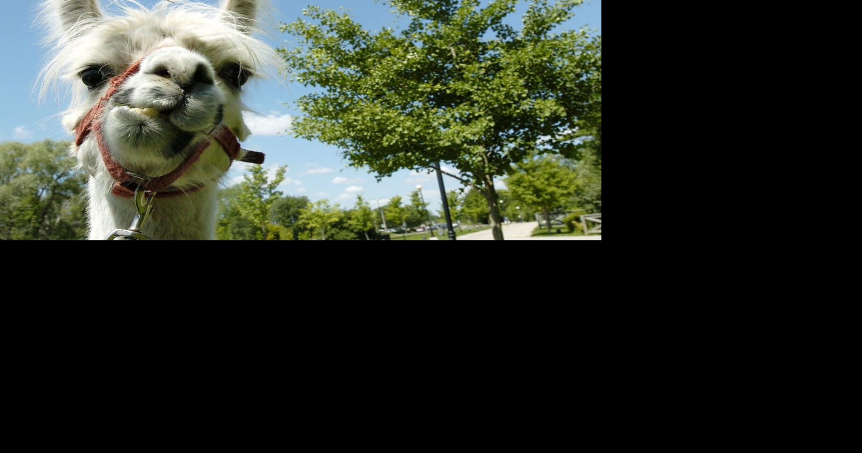 Waterloo Park’s animal displays up for review