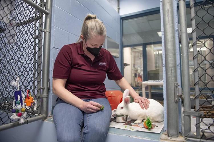 A surge of pandemic puppies left at shelters never happened, but ...