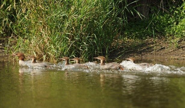 The Watershed: Speed River comes back to life