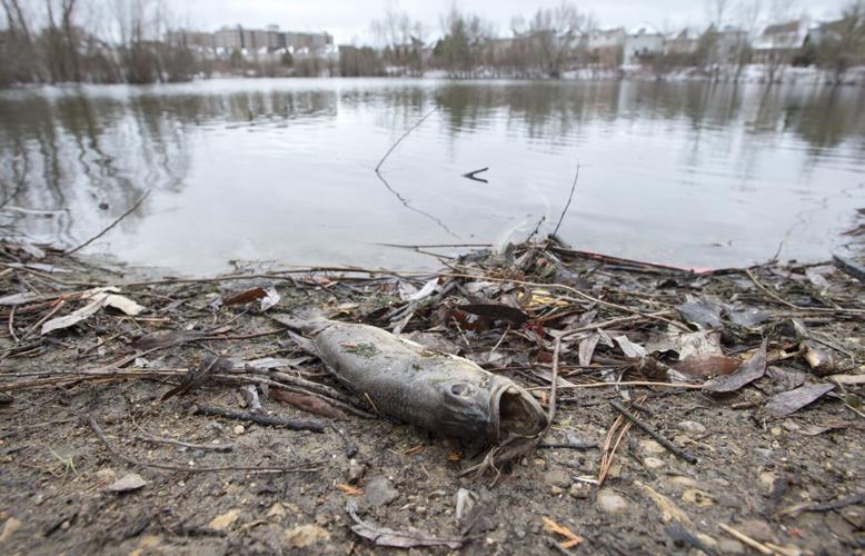 Hundreds of fish wash up dead in Waterloo pond