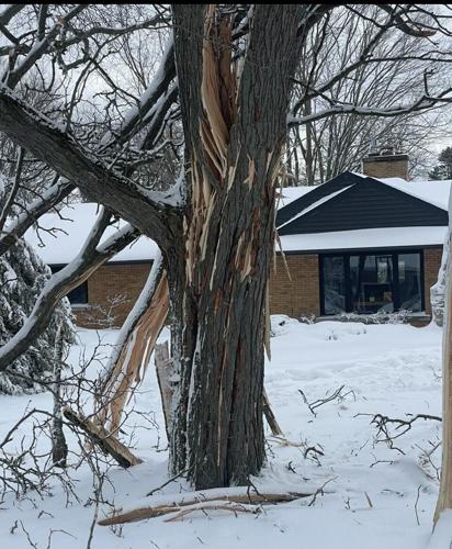 Winter lightning splits tree a tree in Waterloo as storm dumps 27 cm of ...