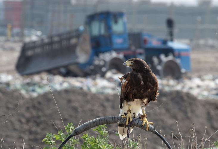 ‘Wolves of the sky’ maintain order at landfill