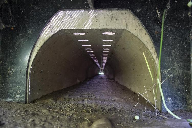 Underground tunnels on Roseville Road allows turtles, frogs to cross safely