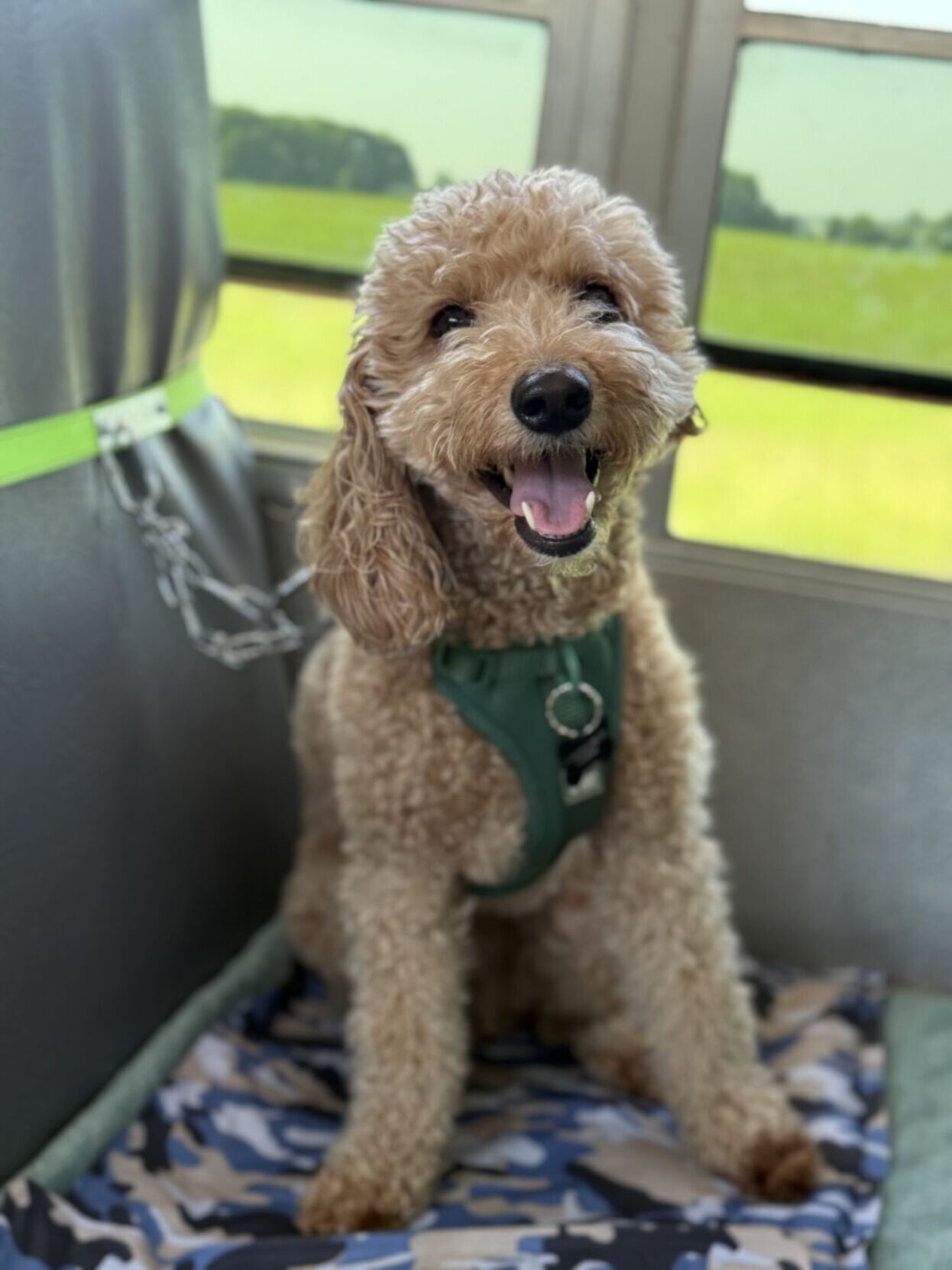 Mobile puppy day care picks up passengers in style