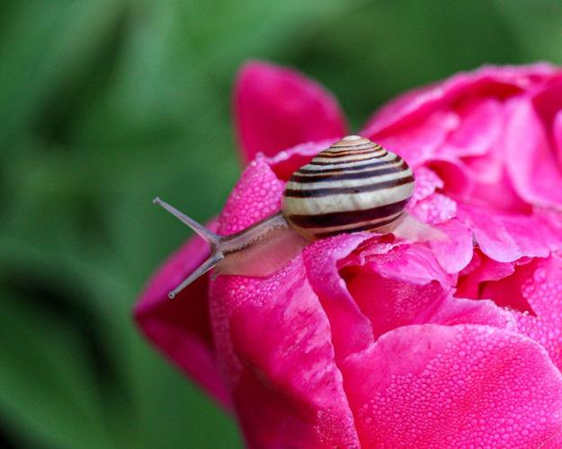 In the Garden: Be a Sherlock in the night garden