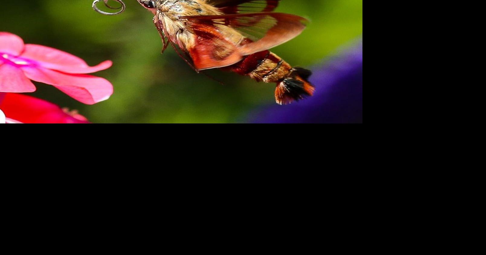 Missing aphids, wasps, bees, earwigs and slugs in the garden