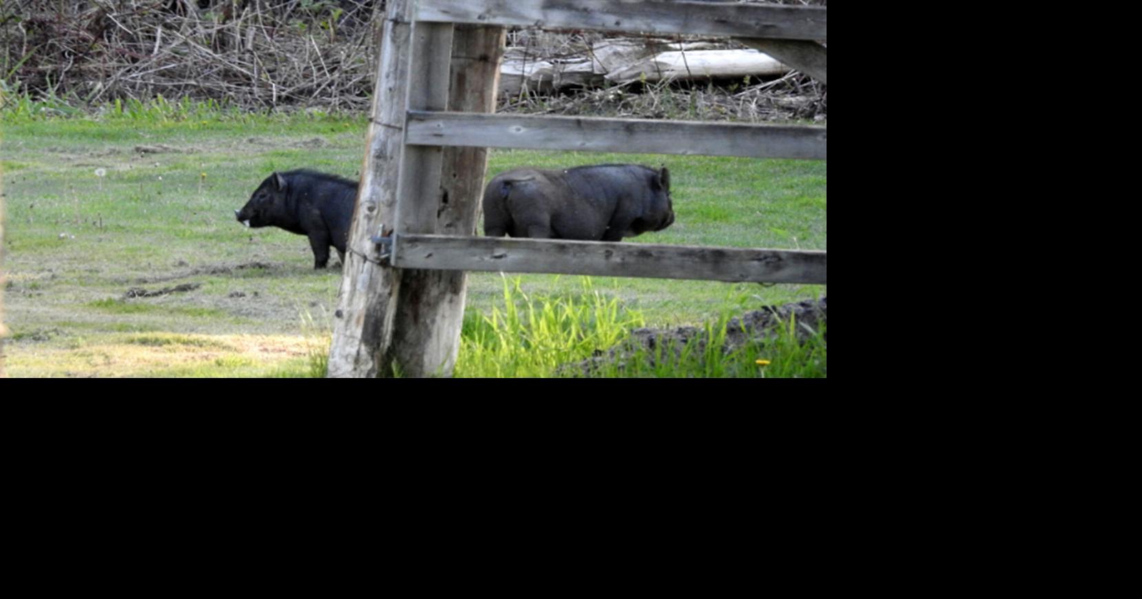 Wild pigs have recently been spotted in Ontario. How dangerous are they?