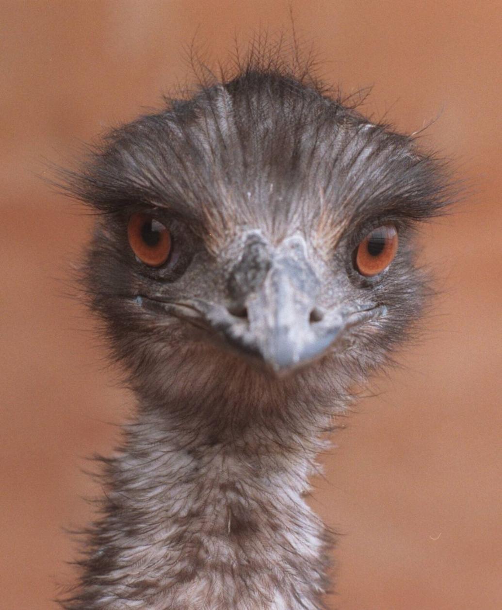 OPP roundup: Police hunt for pair who killed emu