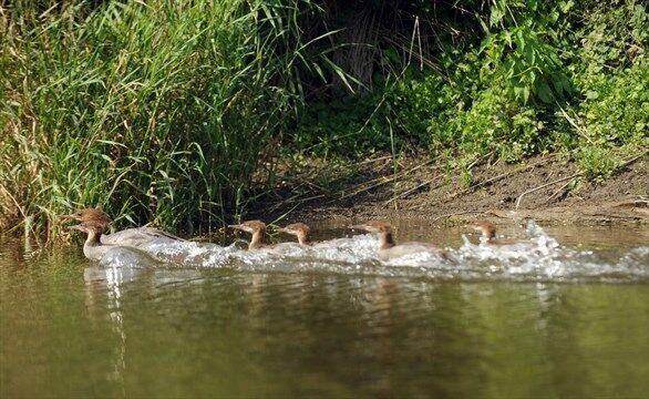 The Watershed: Speed River comes back to life