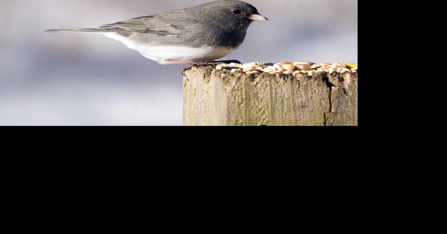 Little bird about to have big moment at Kitchener council