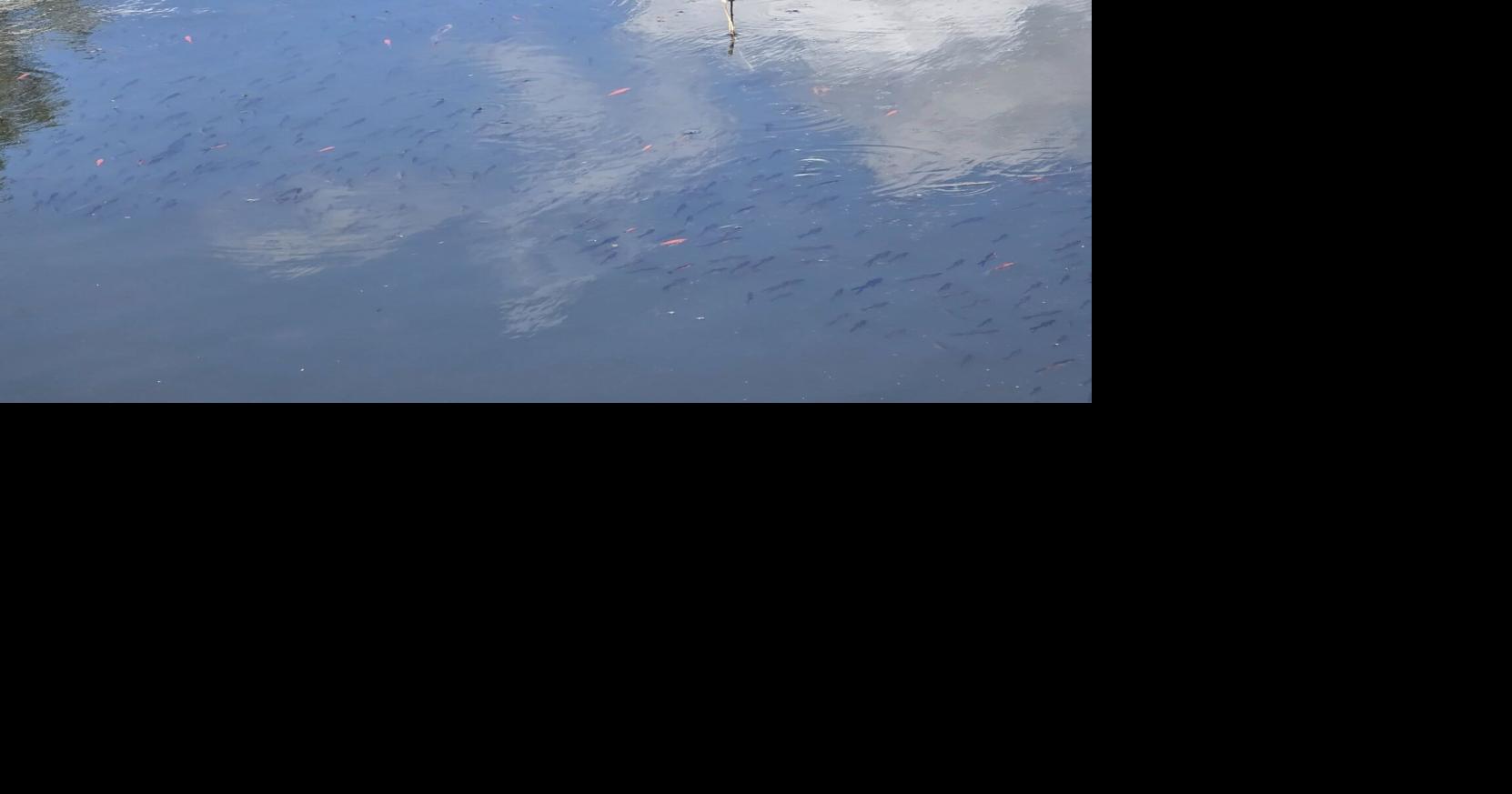“I was shocked,” invasive goldfish take over Kitchener pond