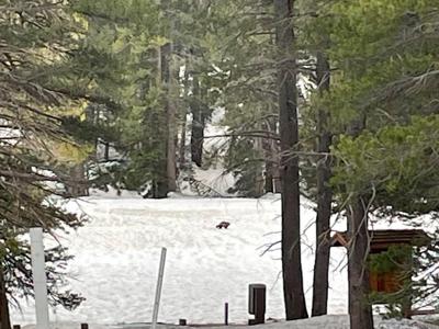 Young, wild and free: Wolverine spotted in California for only second ...