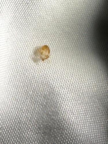 Airbnb stay turns to nightmare after looking under mattress