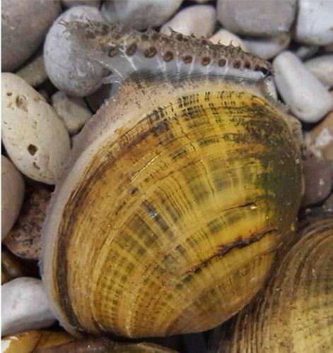 Microplastics found in Grand River mussels