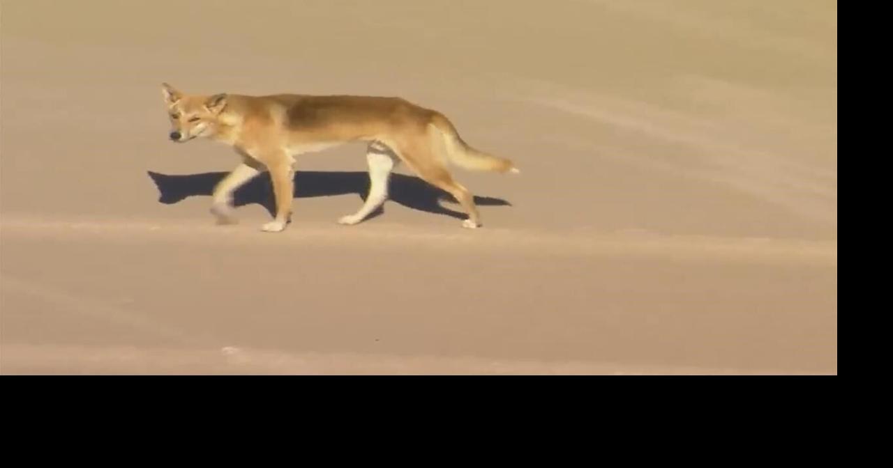 Dingo pack surrounded Canadian found dead on beach, Australian police say