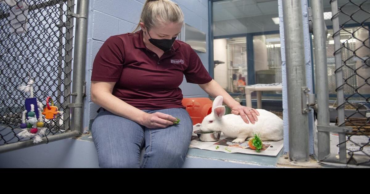 Humane Society of Kitchener Waterloo and Stratford Perth sounds alarm bells